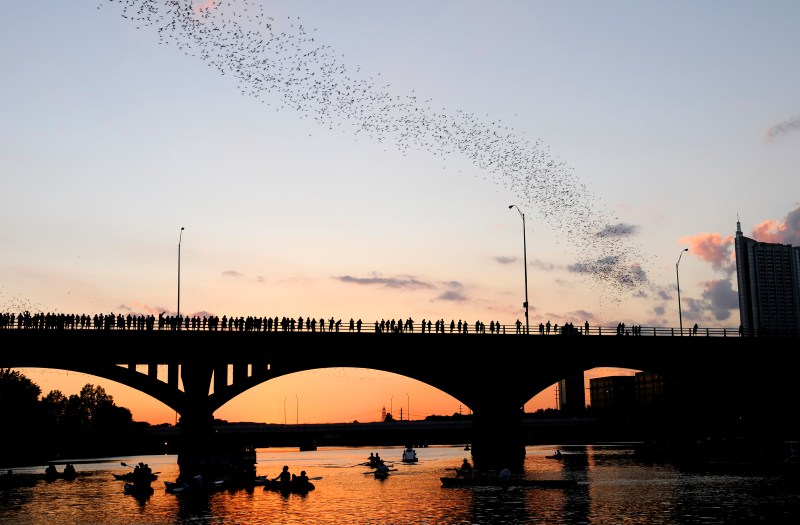 Bat Appreciation Day and the Austin Bats | KingsIsle Blog